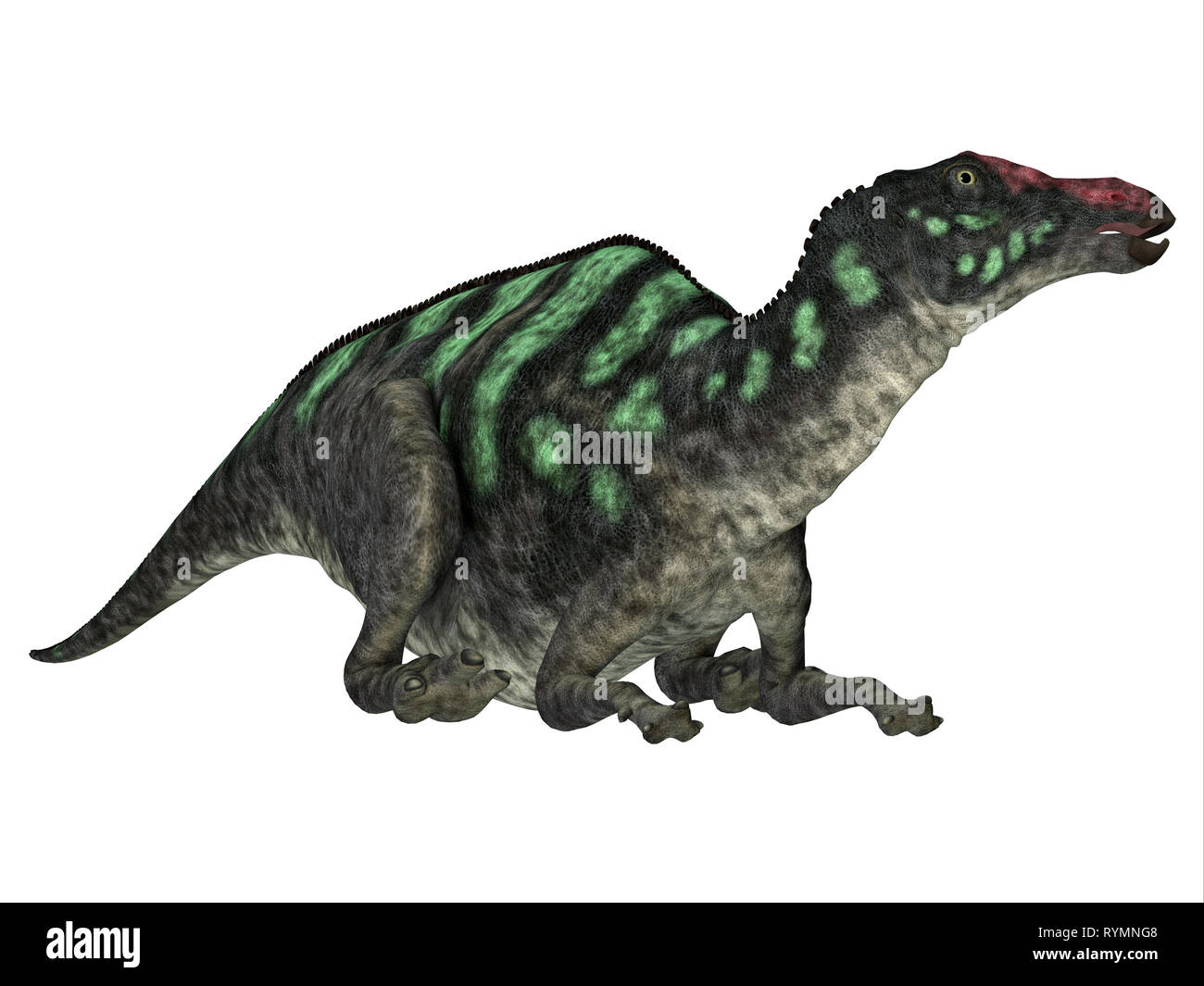 Life After Dinosaurs Kritosaurus