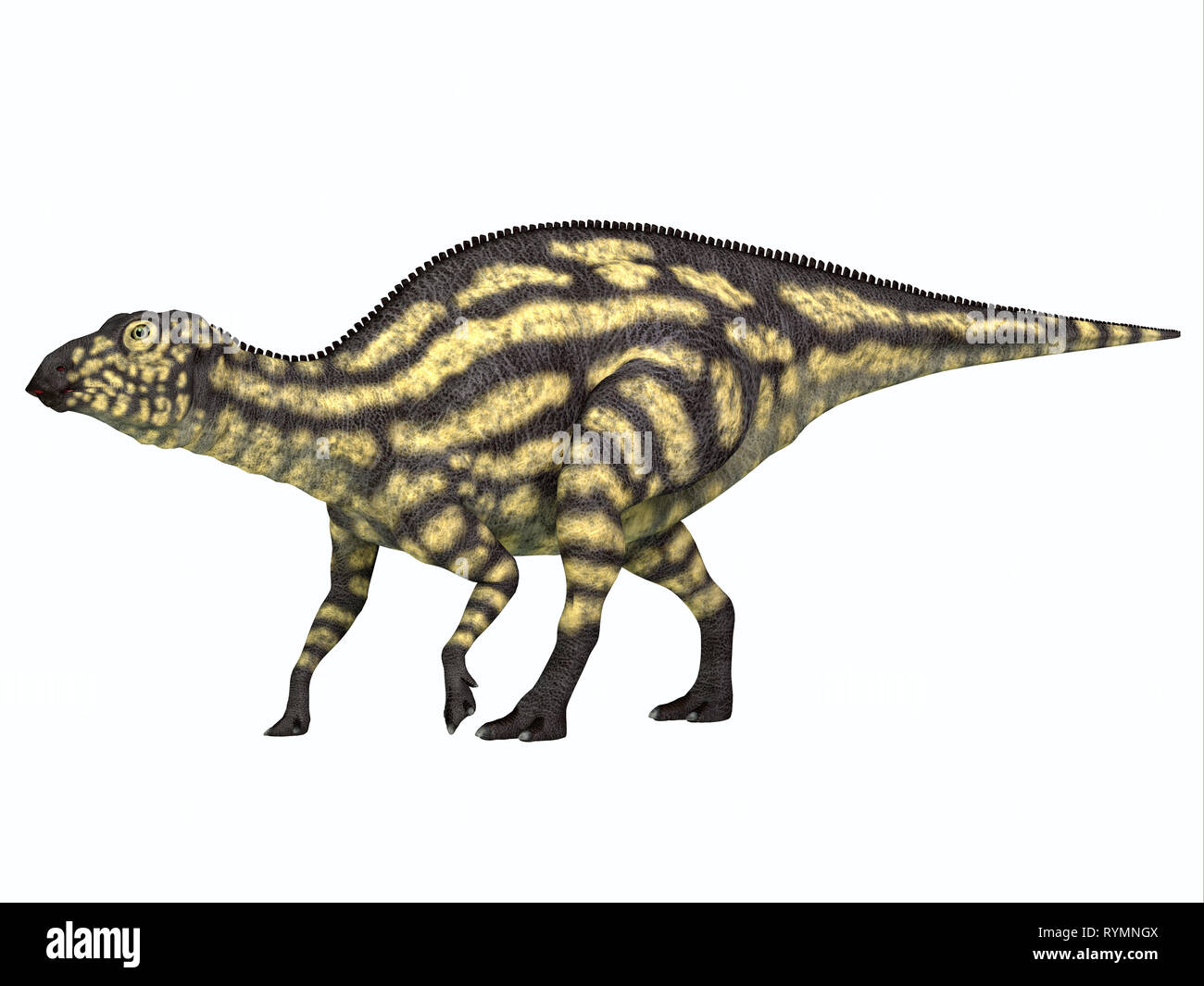 Maiasaurus Dinosaur Young Juvenile - Maiasaurus young juvenile was a ...