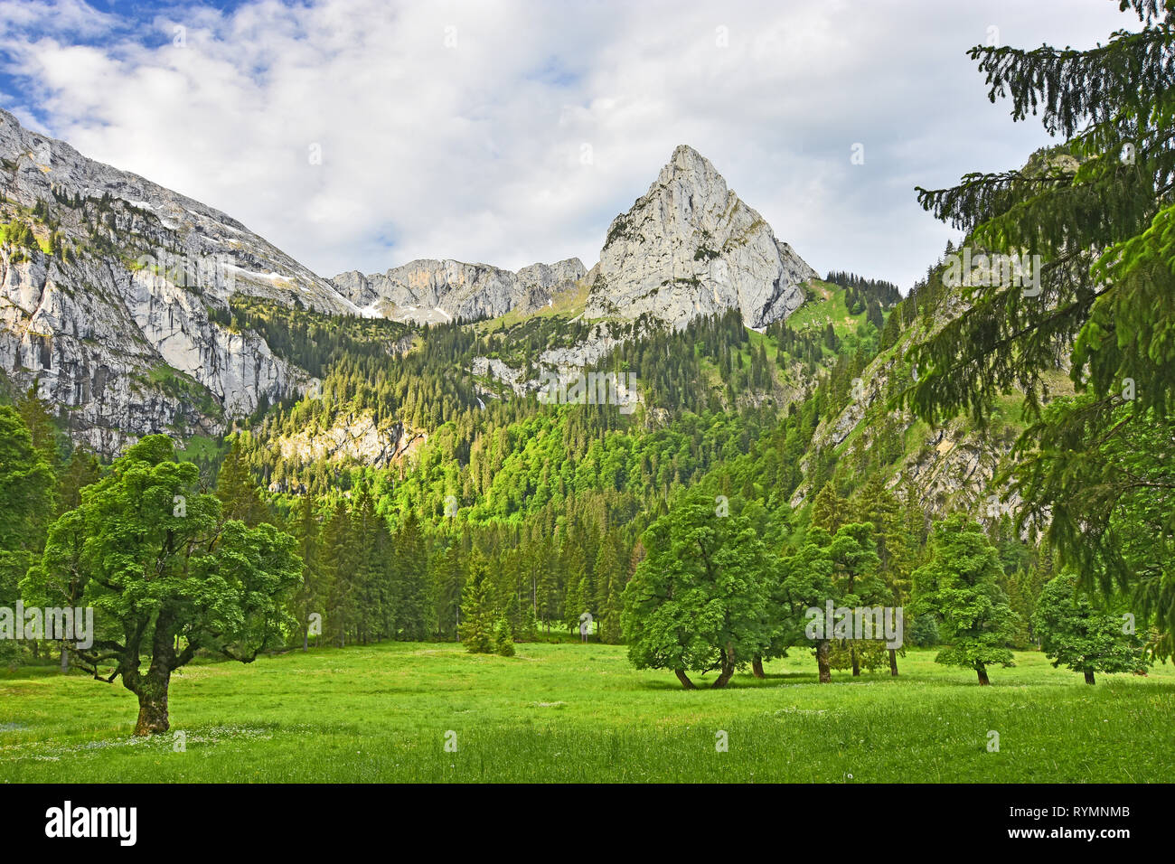Beautiful alpine landscape with lush-green forest, meadows and rocky ...