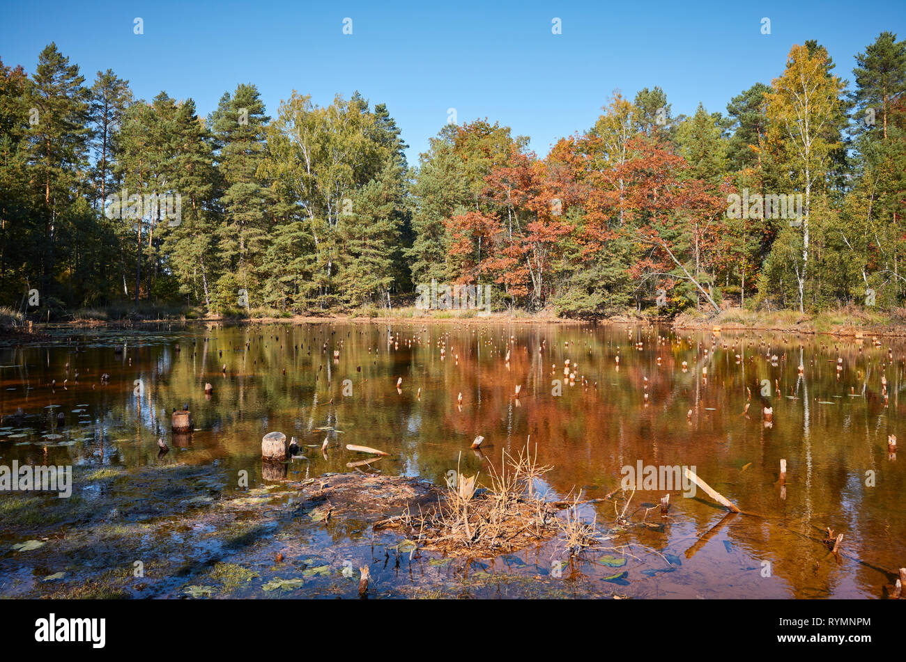 Pond ecosystem hi-res stock photography and images - Alamy