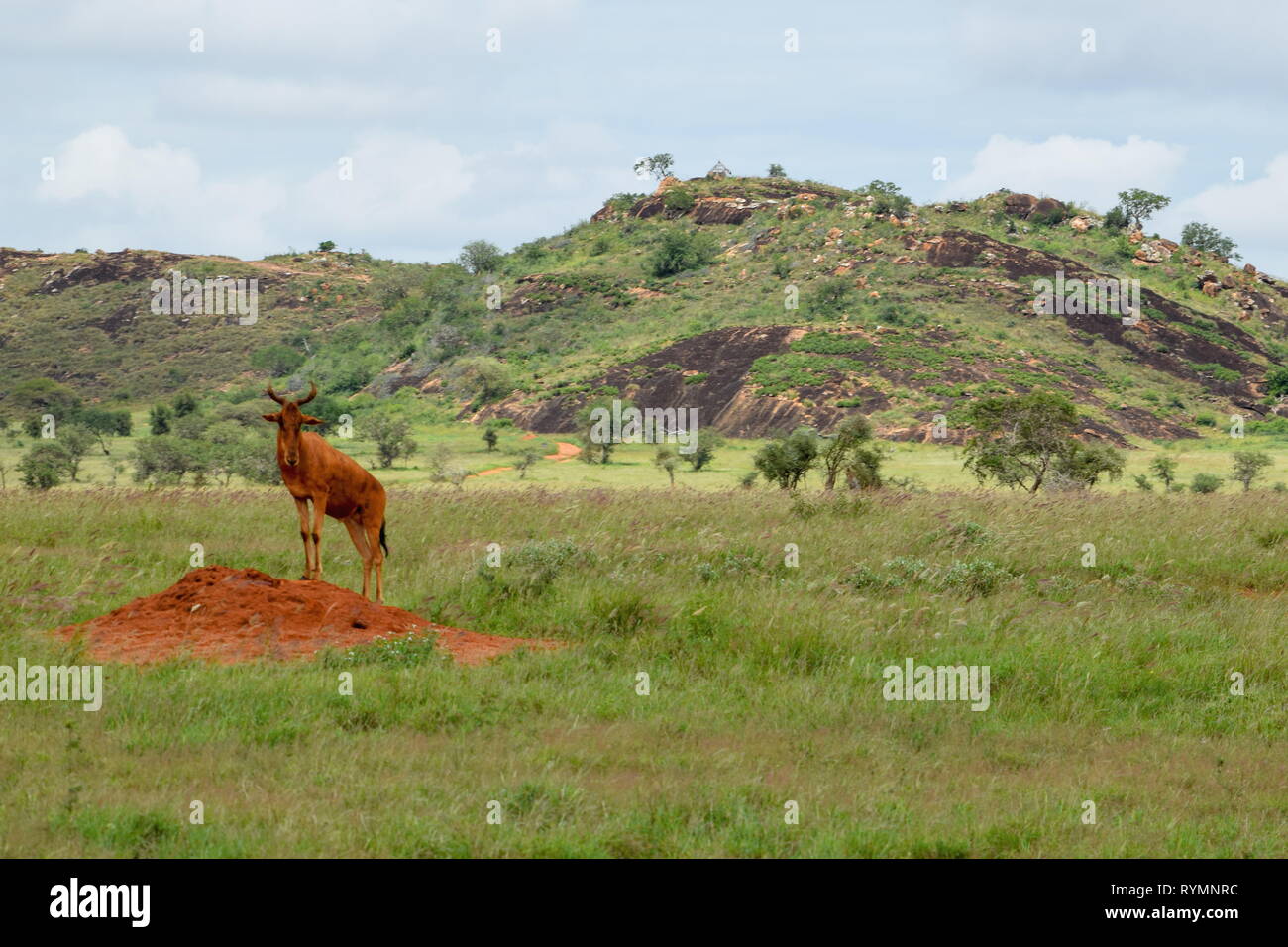 The critically endangered Hirola antelope (Beatragus Hunteri Stock ...