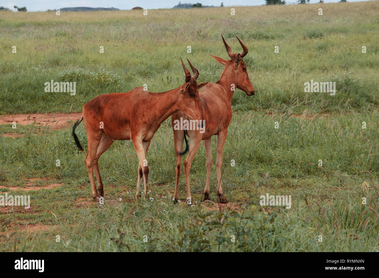 The critically endangered Hirola antelope (Beatragus Hunteri Stock ...