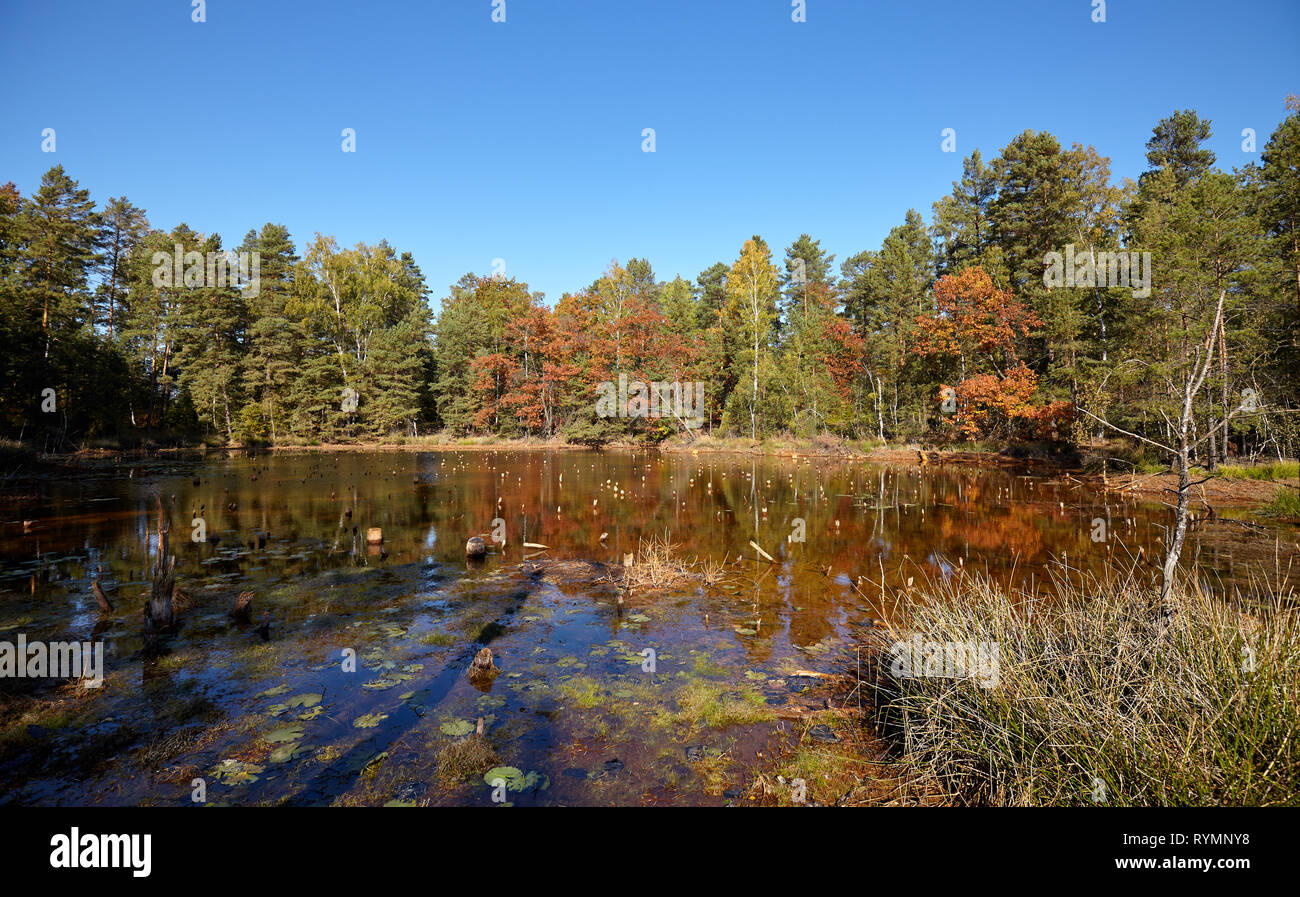 Pond landscape forest hi-res stock photography and images - Alamy