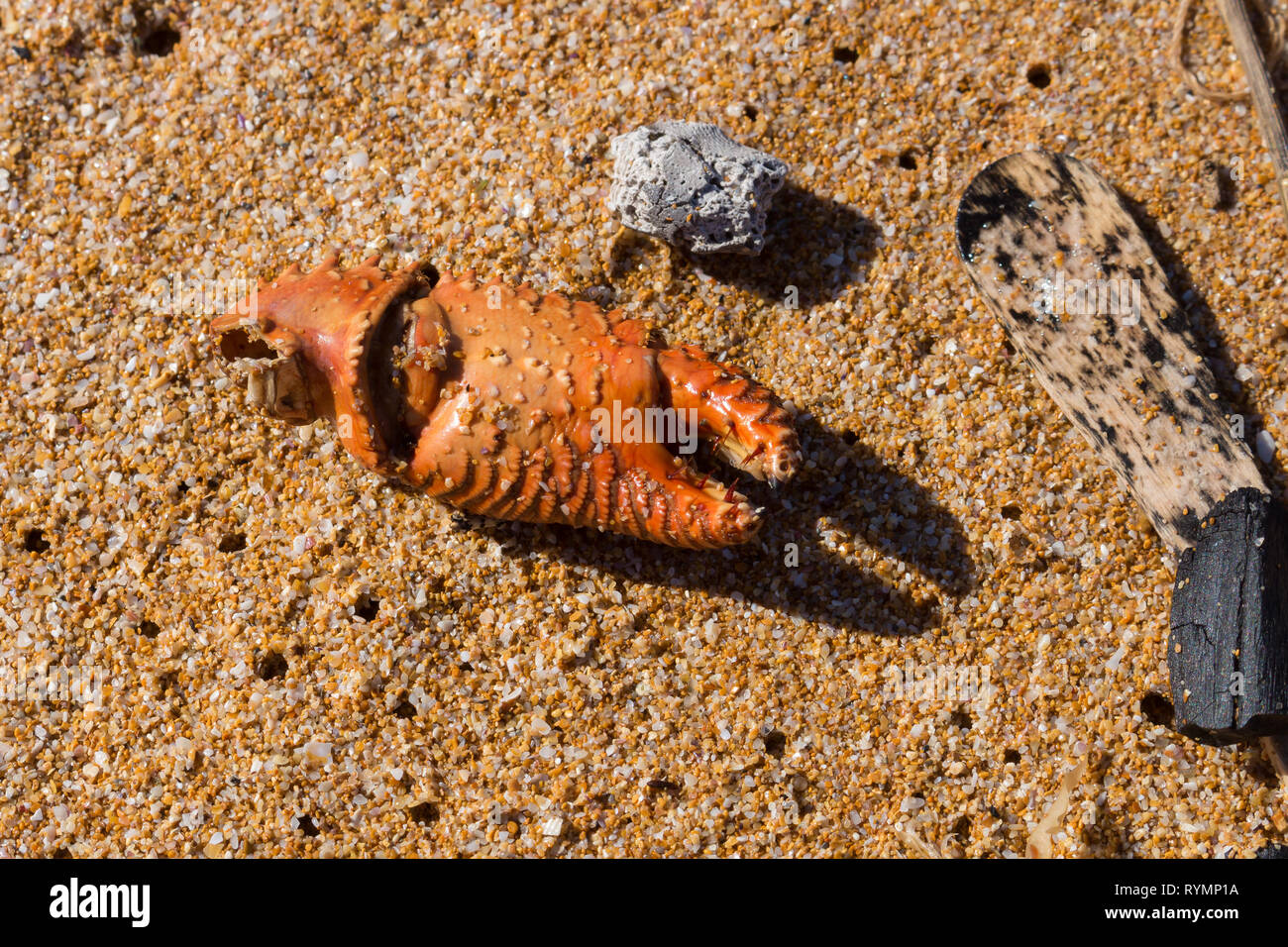 Single clamp crab hi-res stock photography and images - Alamy