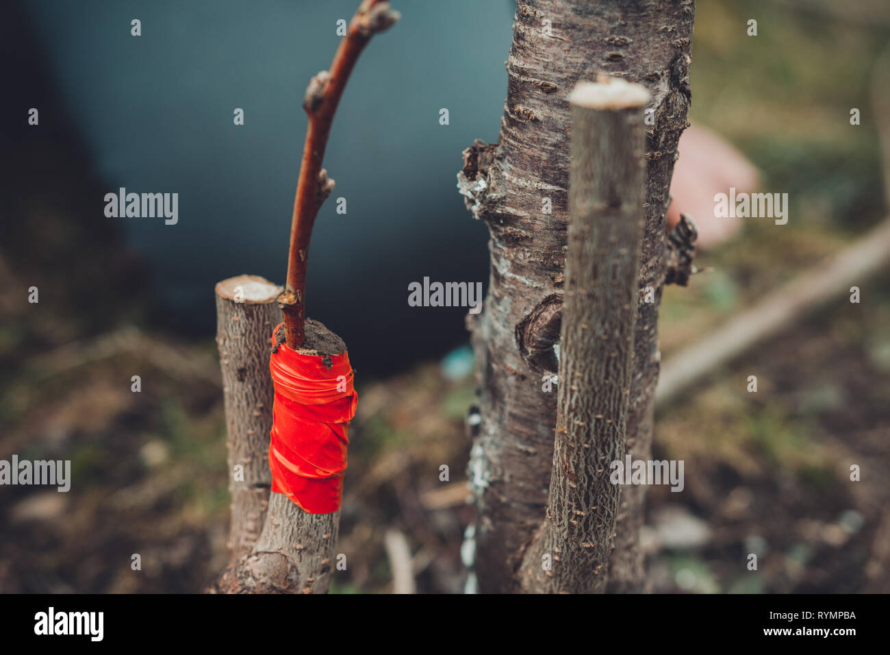 Live cuttings at grafting apple tree in cleft with growing buds, young ...