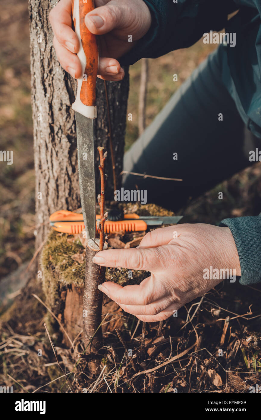 A woman cuts a young tree with a knife for the inoculation of the fruit ...