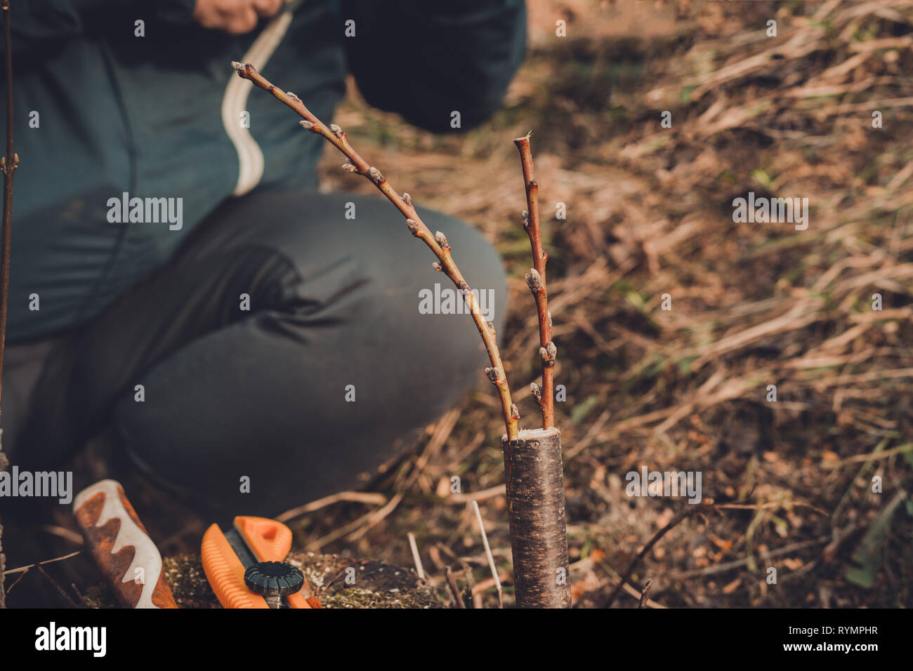 Live cuttings at grafting apple tree in cleft with growing buds, young ...