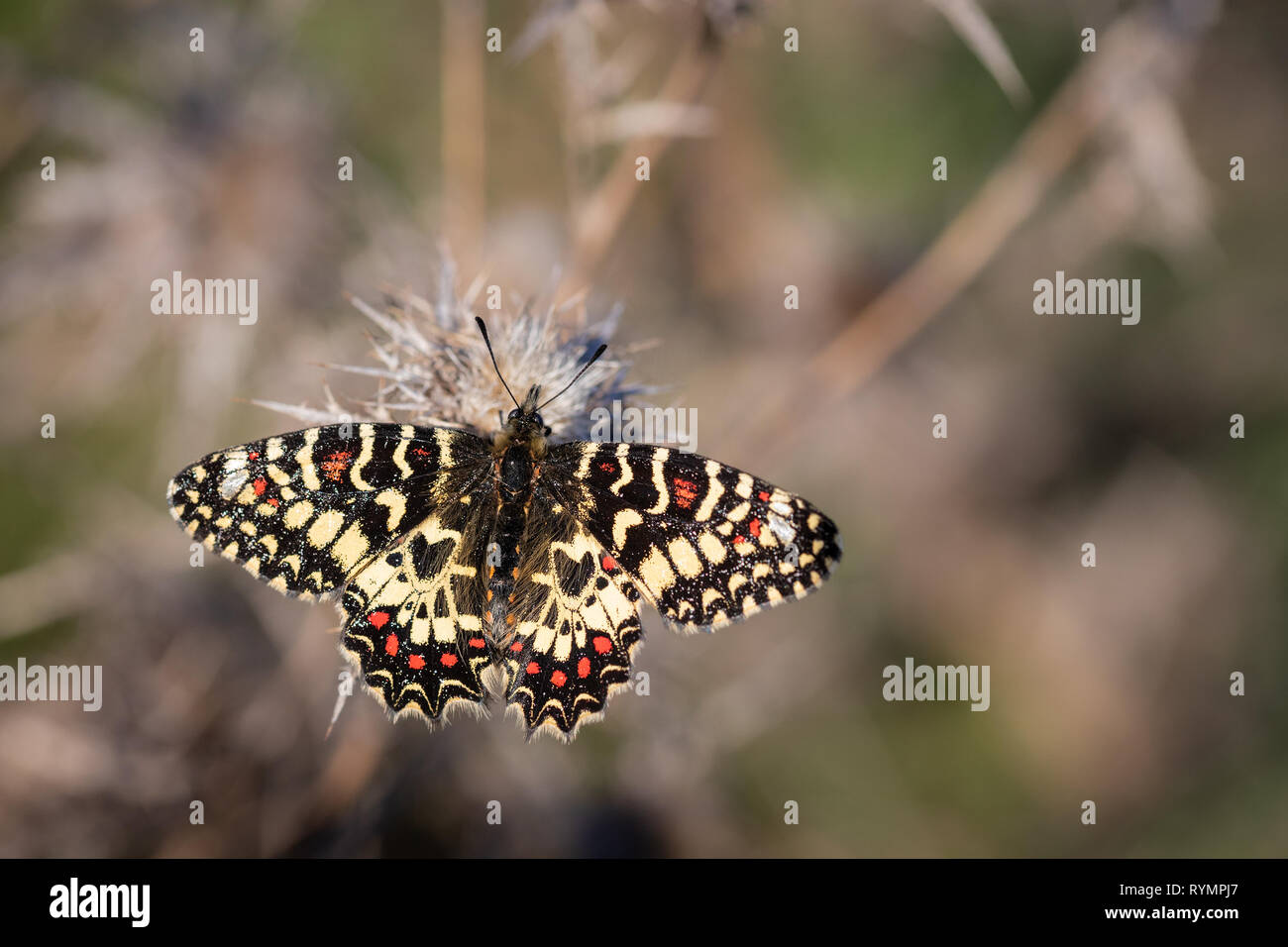 Mediterranean Butterfly High Resolution Stock Photography and Images ...