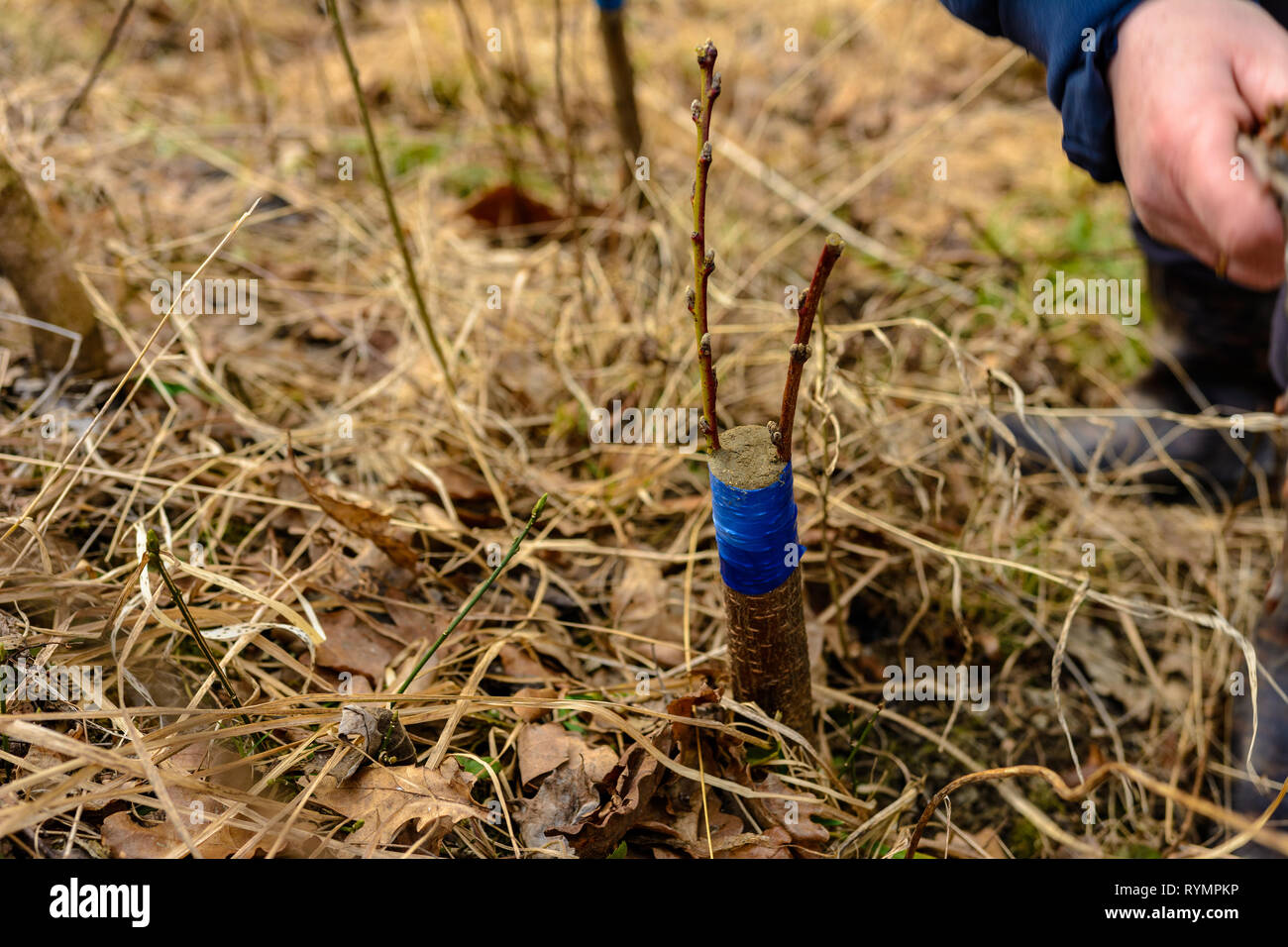 A gardener's woman clogs a cut-off part of the grafted tree to prevent ...