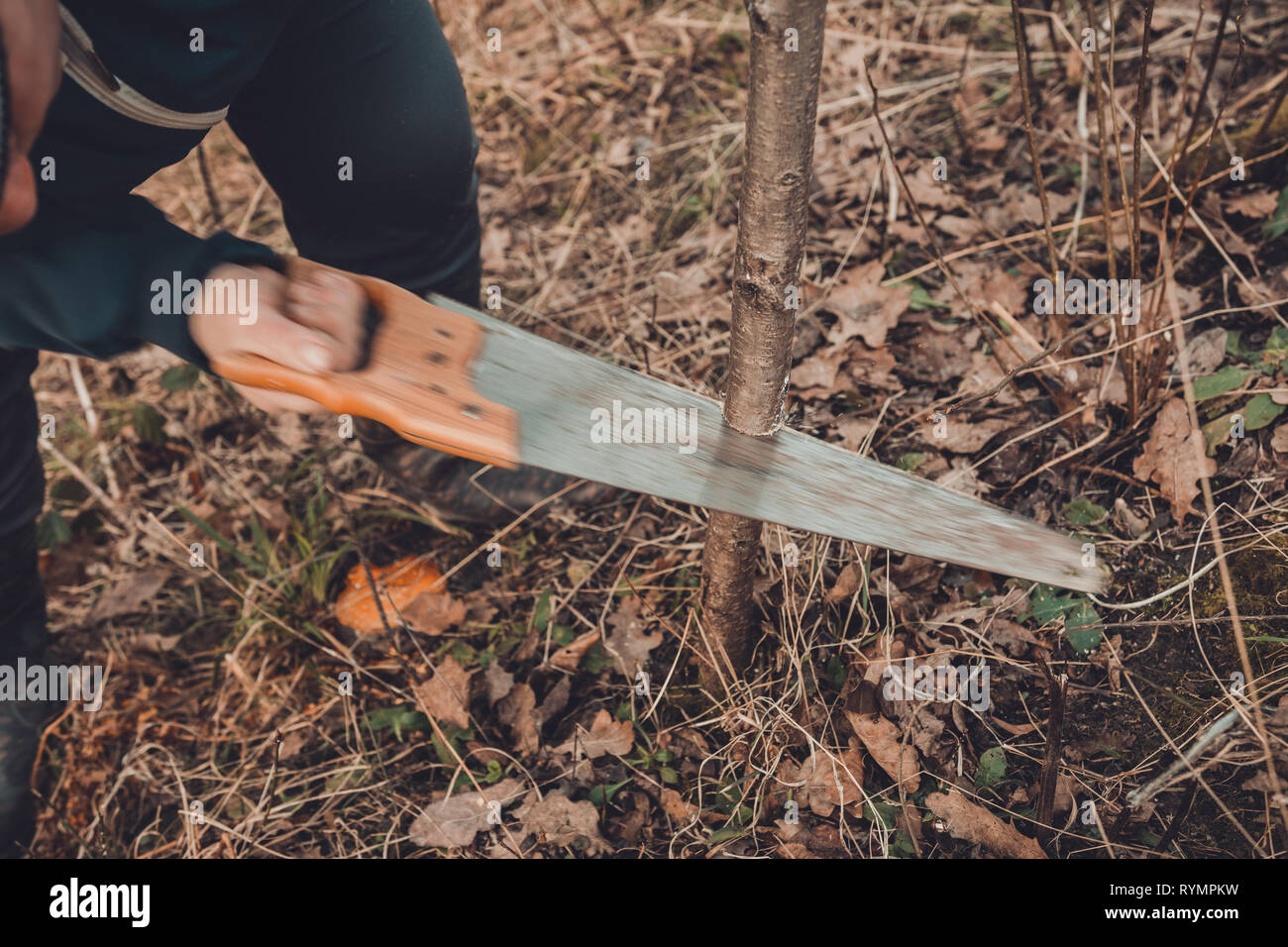 Tree bark paste hi-res stock photography and images - Alamy