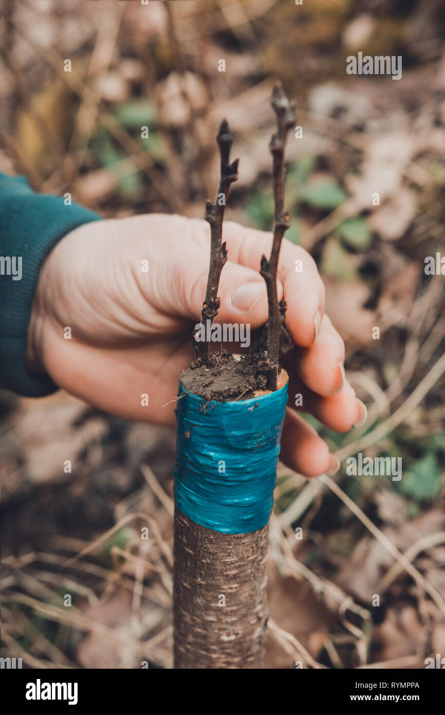 A Gardener s Woman Clogs A Cut off Part Of The Grafted Tree To Prevent Rotting At This Place In 