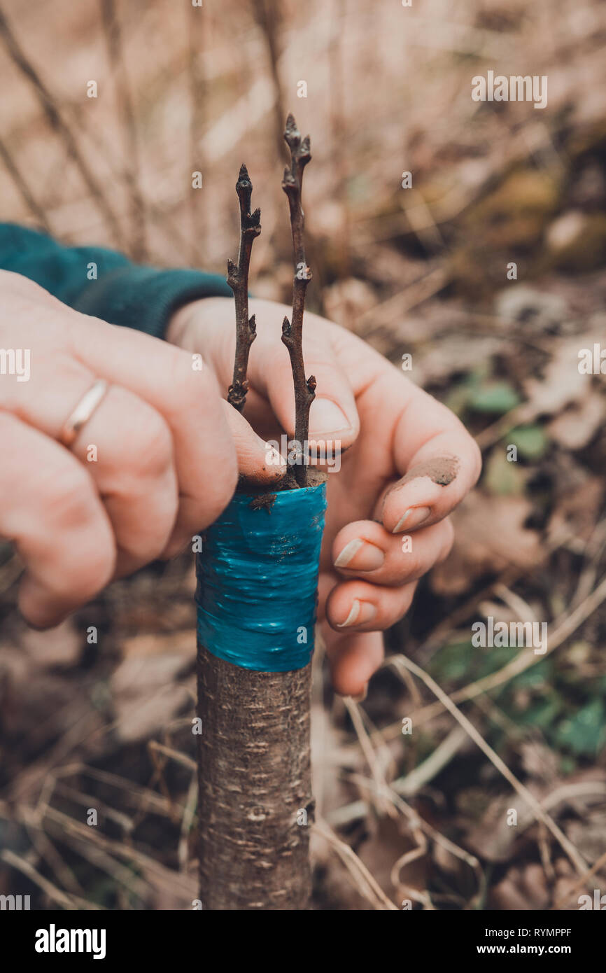 Hand grafted plant hi-res stock photography and images - Alamy