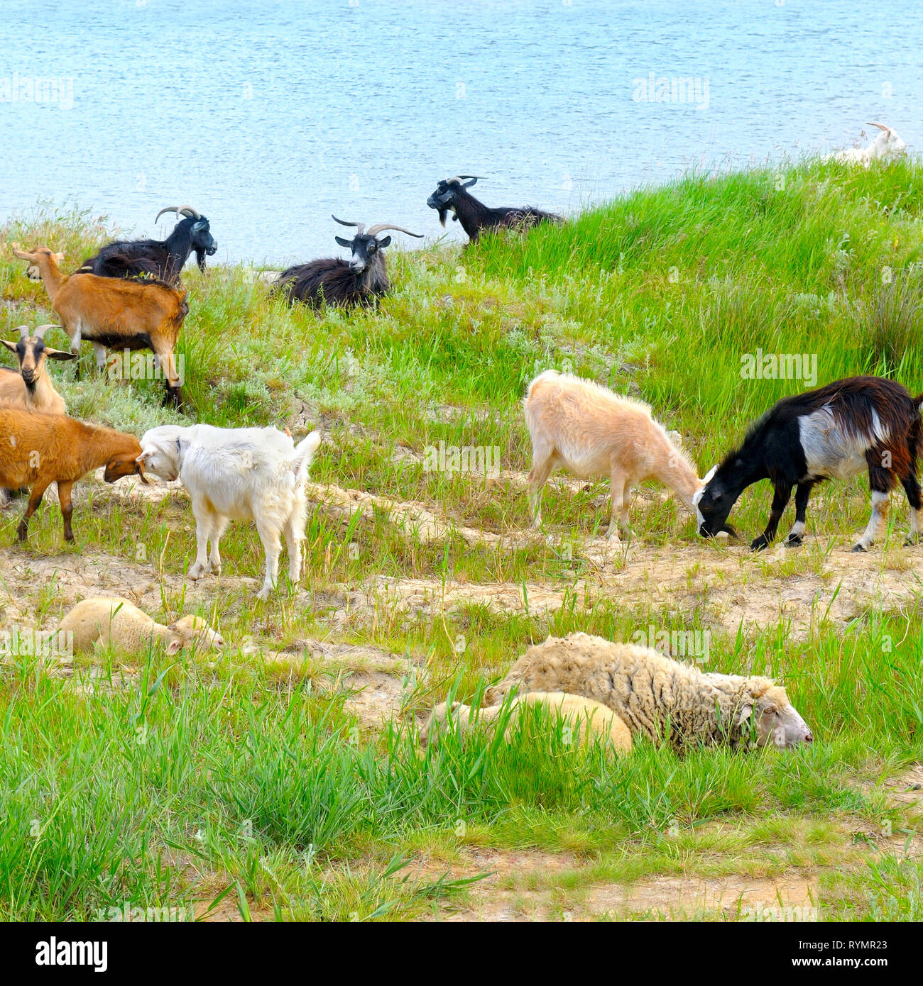 Brown domestic goats grazing hi-res stock photography and images - Alamy