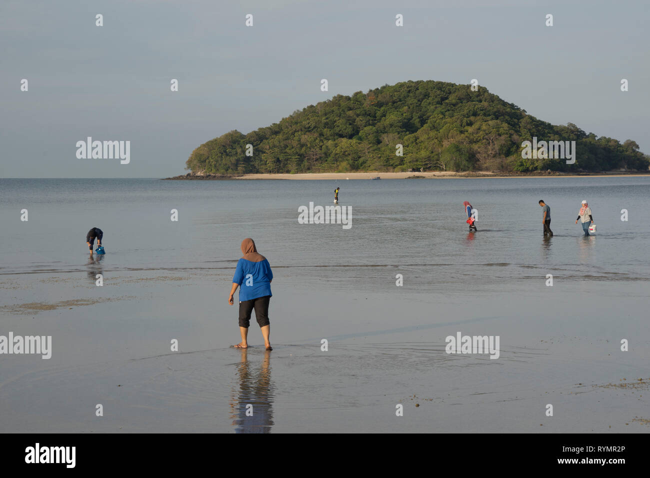 Local people gathering shells and cockles from a beach in low tide by a ...