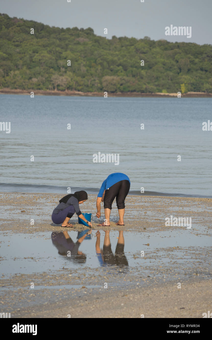 Local people gathering shells and cockles from a beach in low tide by a ...