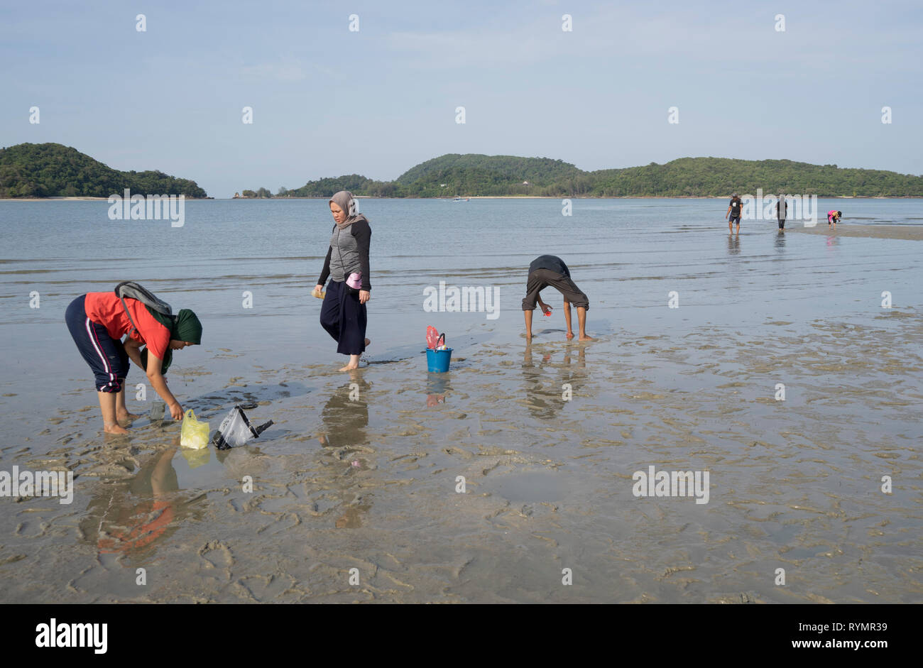 Local people gathering shells and cockles from a beach in low tide by a ...