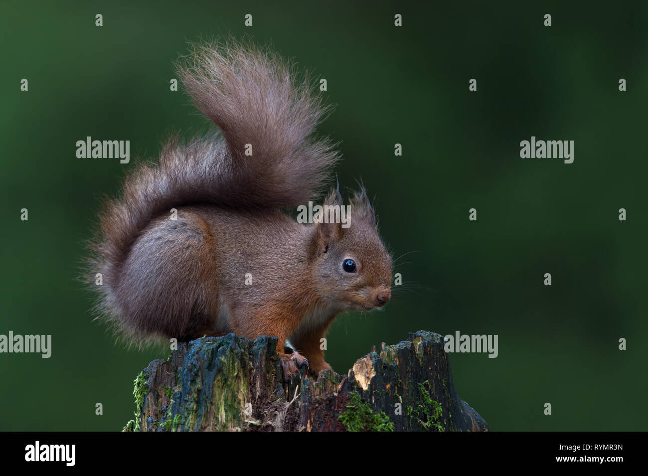 Red Squirrel (Sciurus vulgaris Stock Photo - Alamy