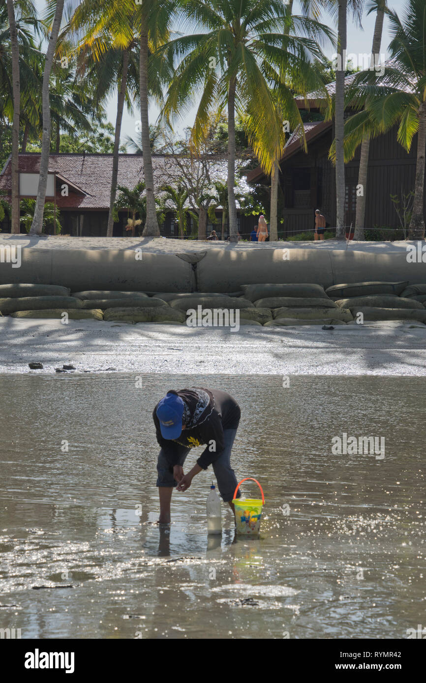 Local people gathering shells and cockles from a beach in low tide by a ...