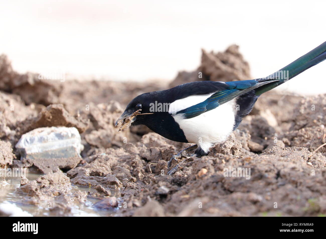 A Magpie (pica pica) in the UK, collecting nest material Stock Photo ...