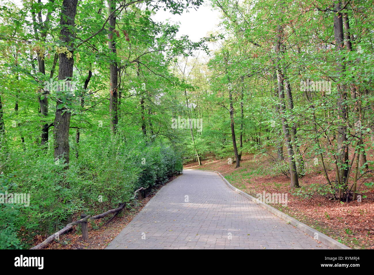 Nature Scene Forest Path Landscape Portrait Stock Photo Stock Photo - Alamy