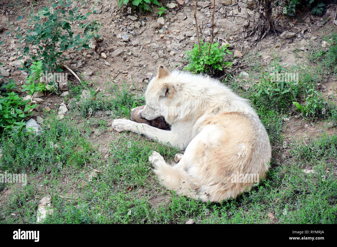 Canis Lupus Arctos Arctic Wolf White Eating Stock Photo Stock Photo - Alamy