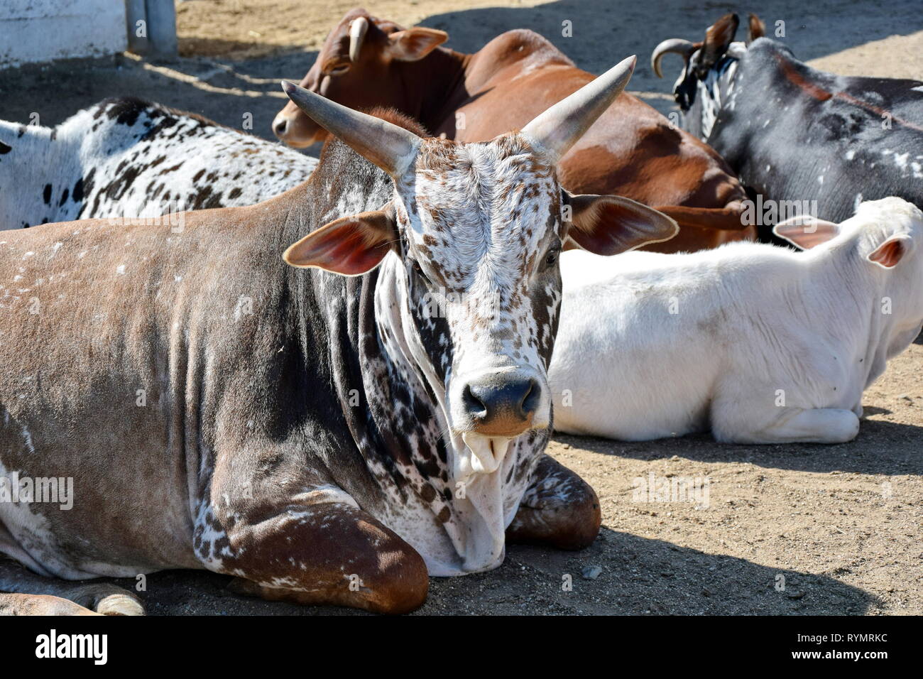 Pygmy zebu cattle hi-res stock photography and images - Alamy