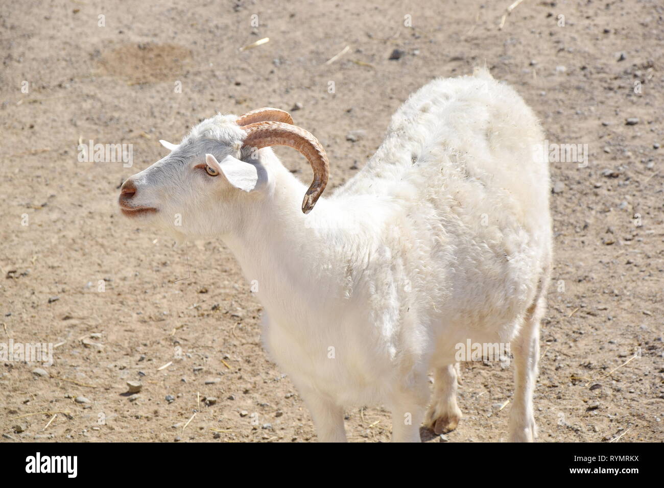 Capra Hircus On Sun Portrait Domestic Animals Stock Photo Stock Photo ...