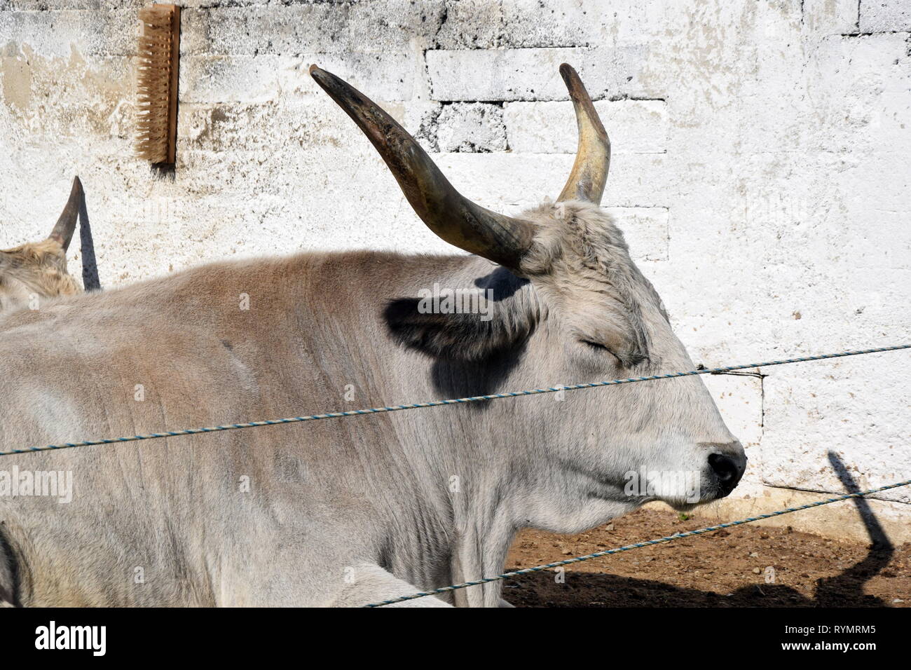 Bullock head photo hi-res stock photography and images - Alamy