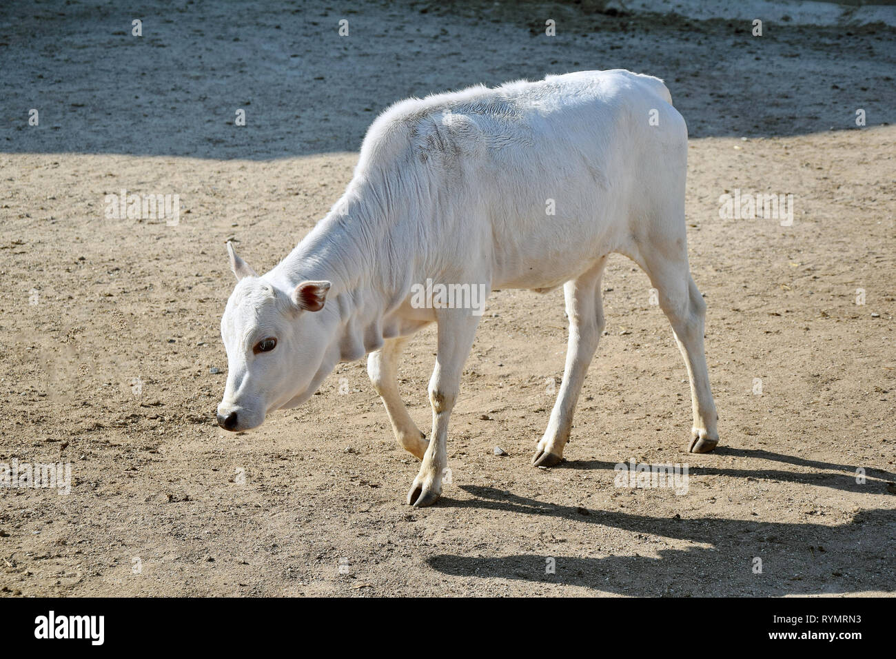 White Zebu Cow Baby Portrait Stock Photo Stock Photo - Alamy