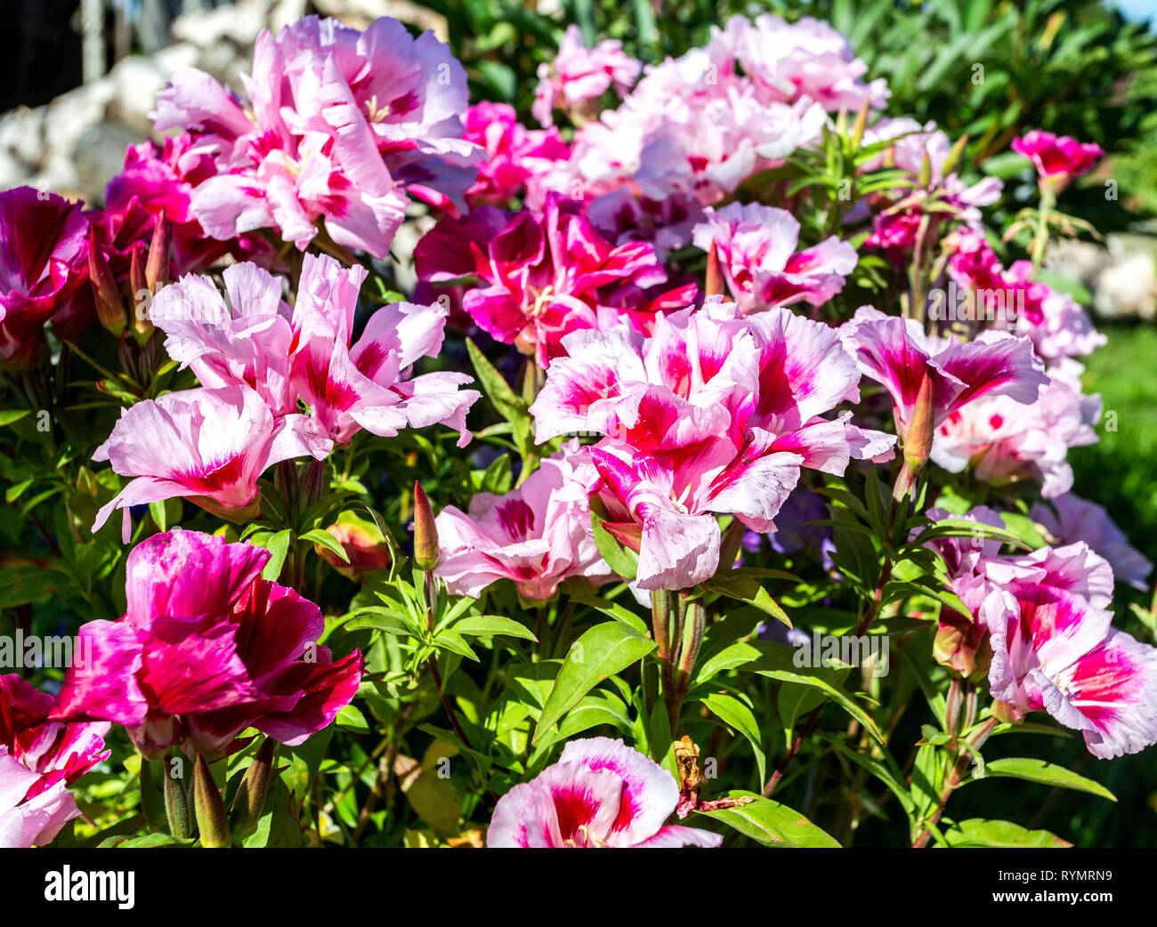 Flowers of godetia grandiflora at the garden in summer day closeup ...