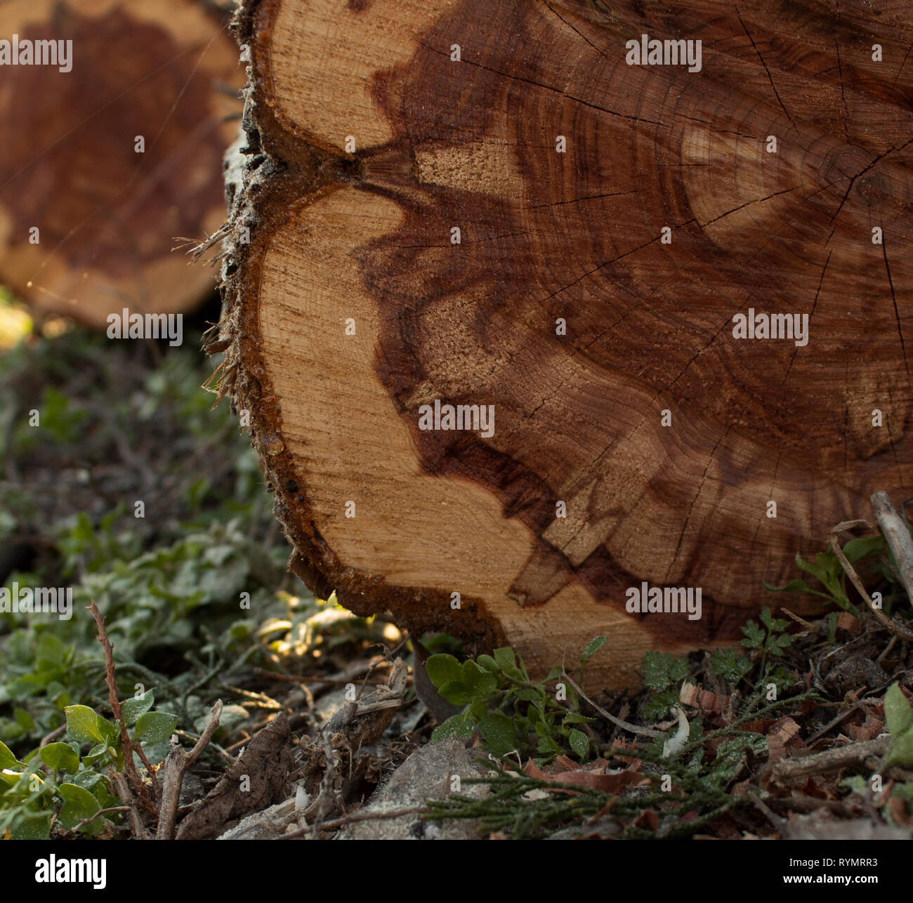 Beautiful inside and out Stock Photo - Alamy