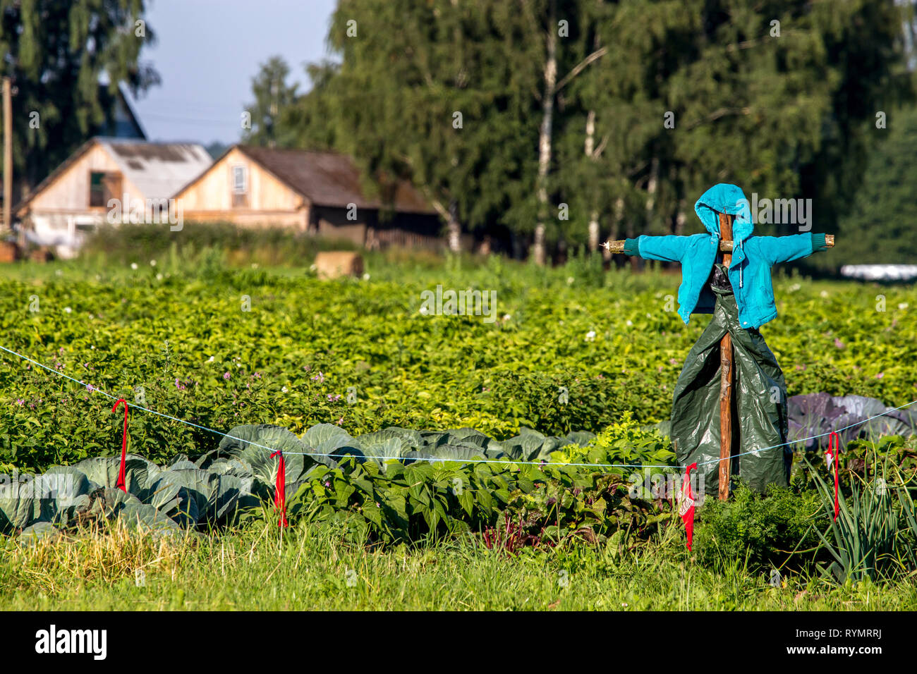 Scare birds hi-res stock photography and images - Alamy