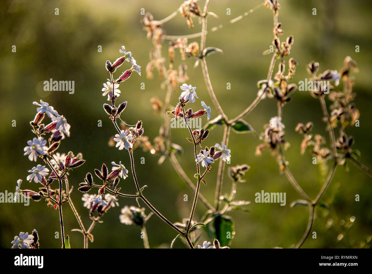 Seed bearing plant hi-res stock photography and images - Alamy