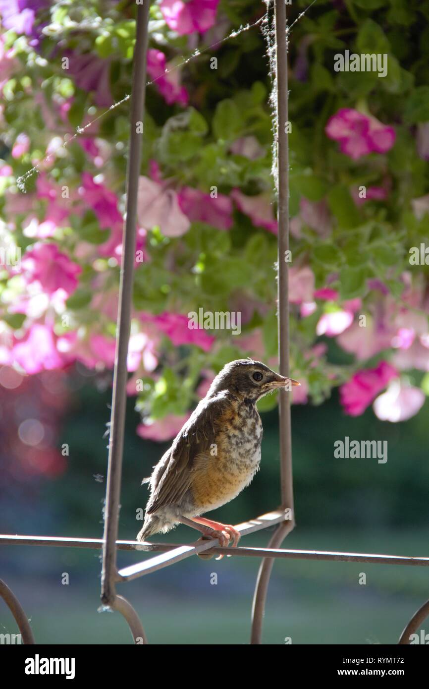 American bird in flowers hi-res stock photography and images - Alamy
