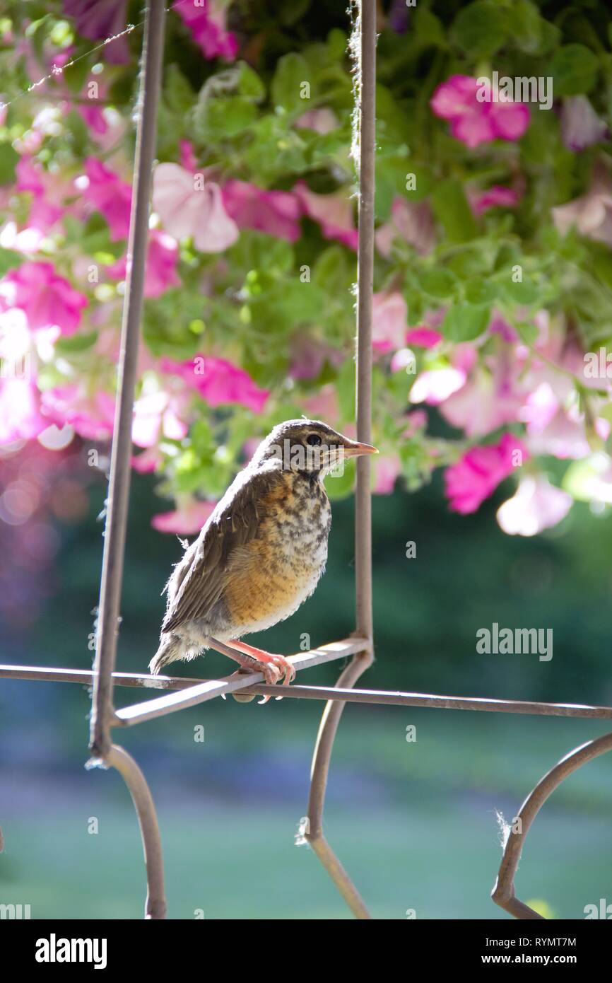 American robin and spring hi-res stock photography and images - Alamy