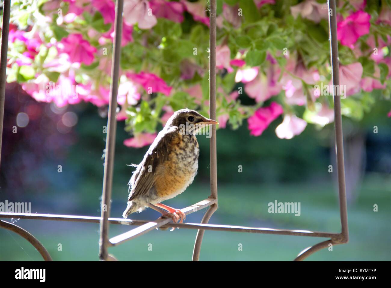 American garden bird hi-res stock photography and images - Alamy