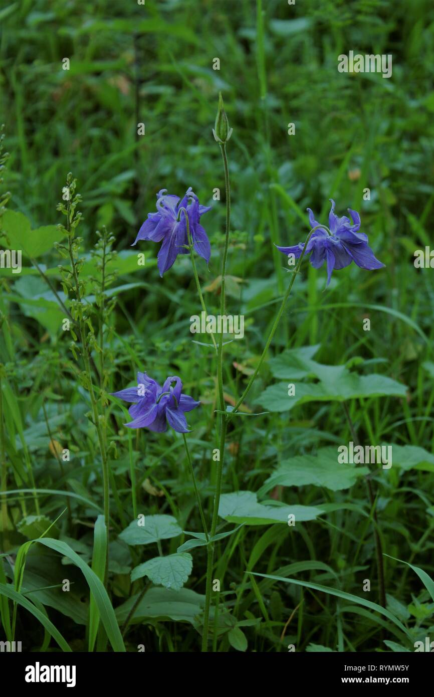European columbine aquilegia vulgaris hi-res stock photography and ...