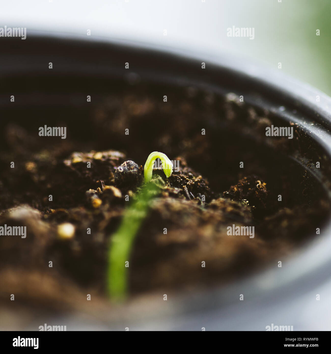 Closeup shot of small new green sprout growing out of soil in sunlight ...