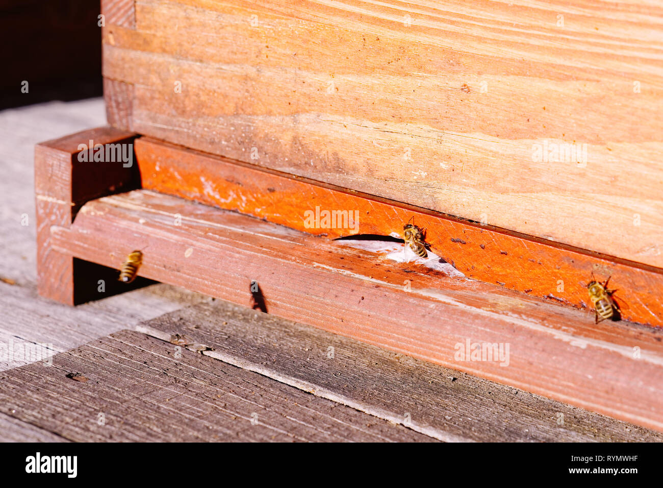 Bees near the wooden beewives boxes in Ljubljana in Slovenia Stock ...
