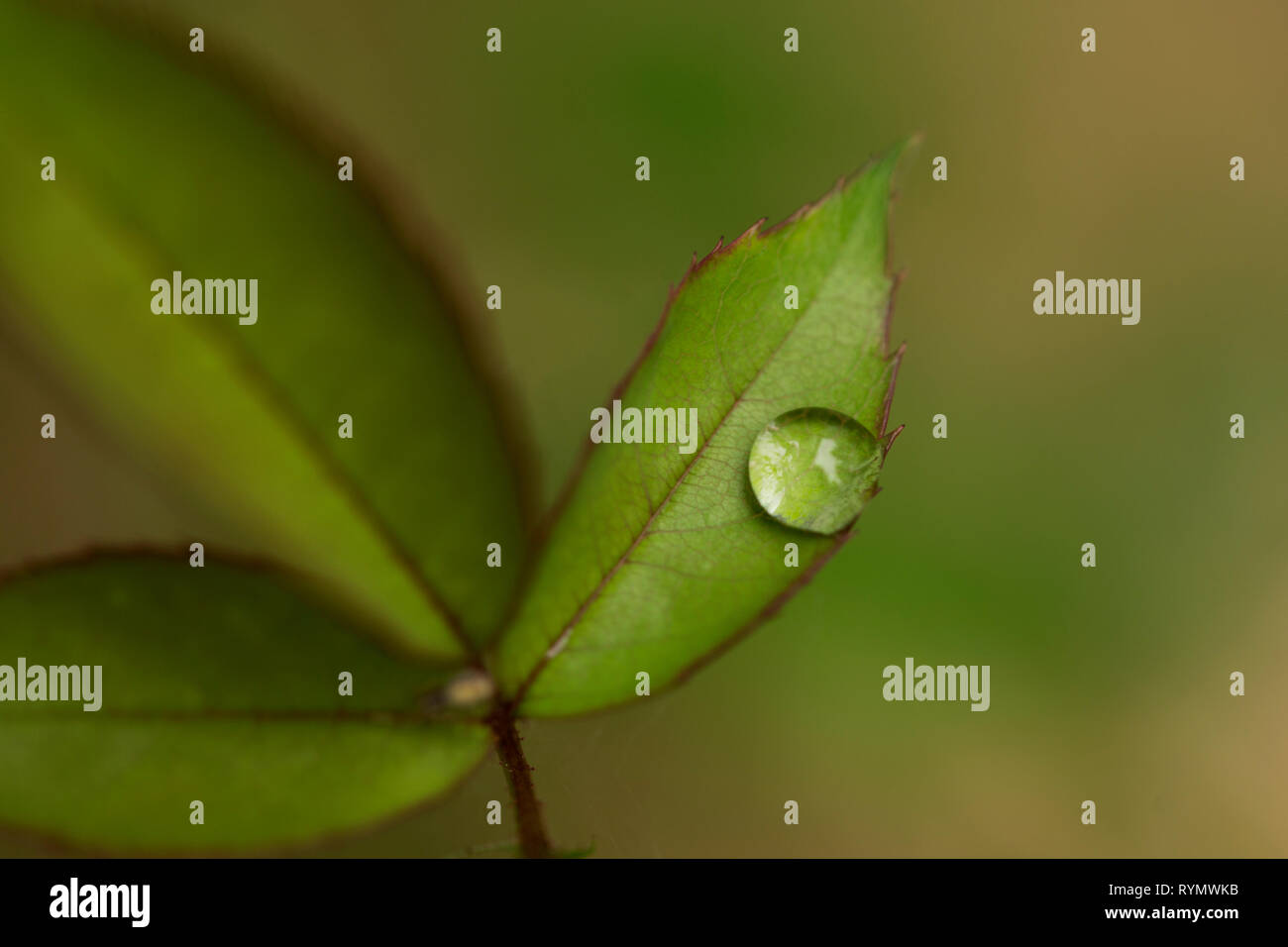 A water drop on the leaf of a rose (Rosa) bush in spring Stock Photo ...