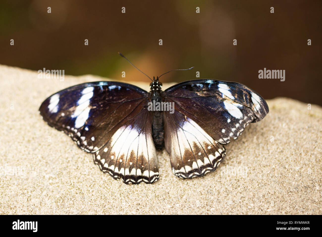 Hypolimnas bolina butterfly, known as great eggfly, common eggfly or in ...