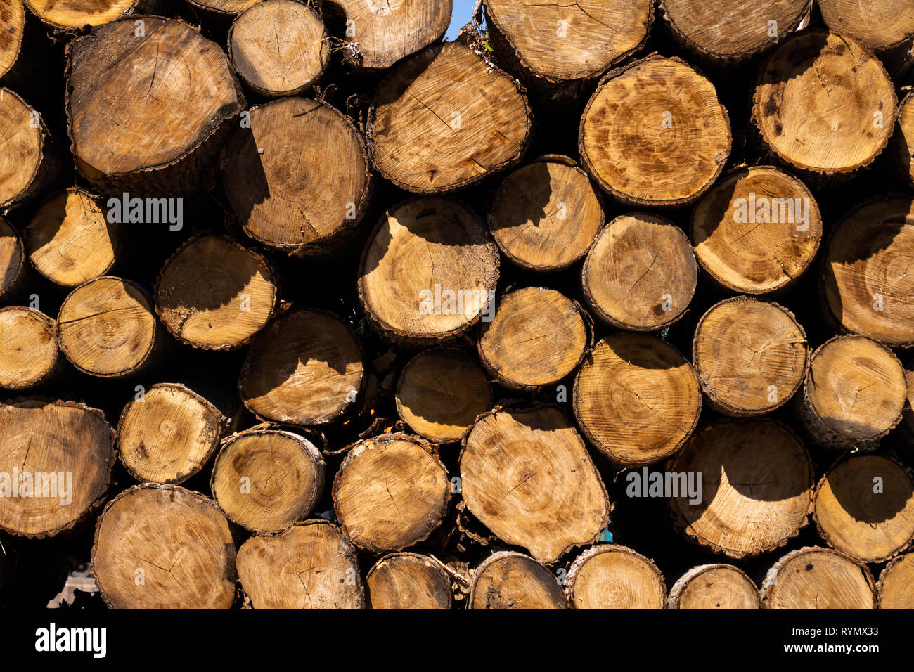 Trees cut from rennet. Wood to make furniture. Concept of deforestation ...