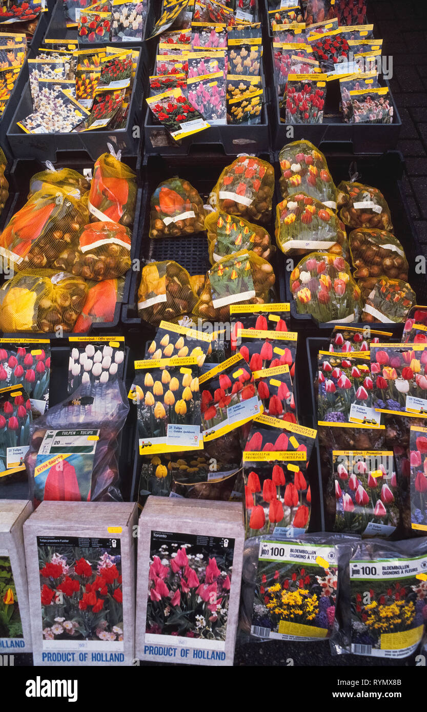 Tulip and other Dutch flower bulbs packaged in mesh bags, plastic sacks ...