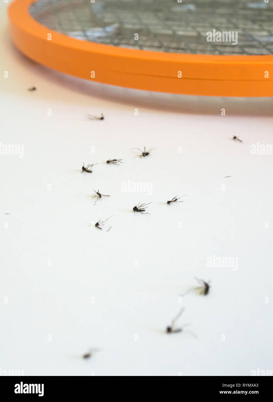 Many mosquitoes die by Electric mosquito swatter Stock Photo - Alamy