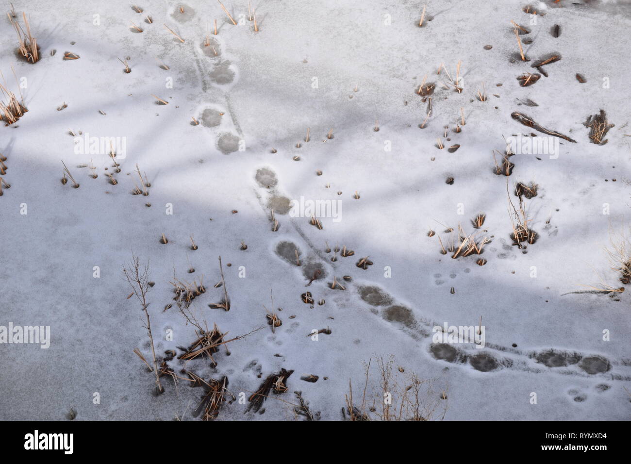 Tiger tracks hi-res stock photography and images - Alamy