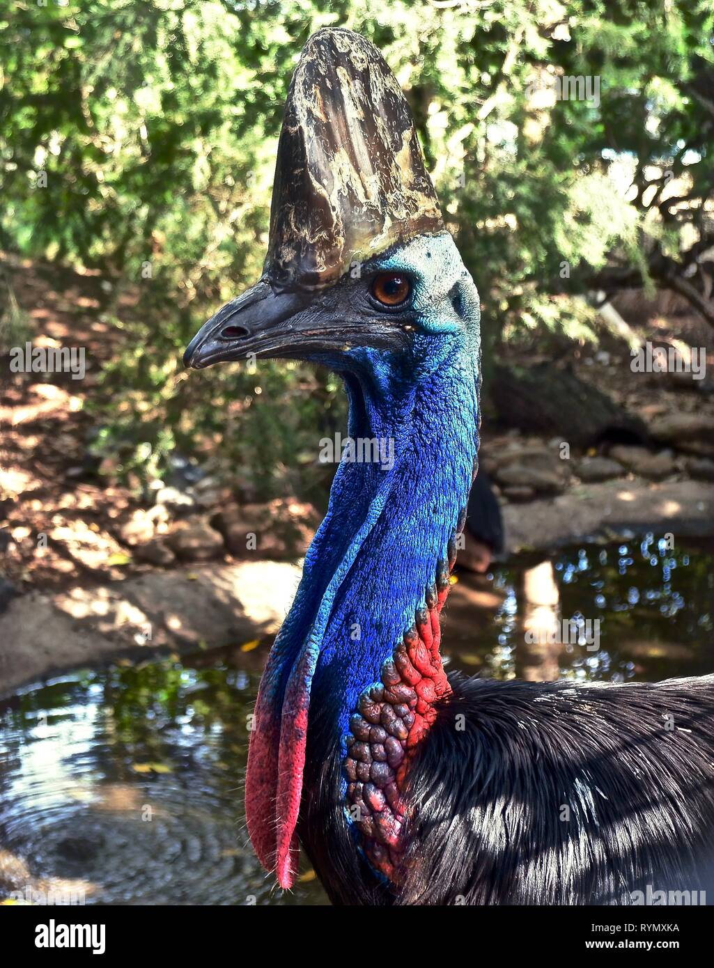 Helmet cassowary hi-res stock photography and images - Alamy