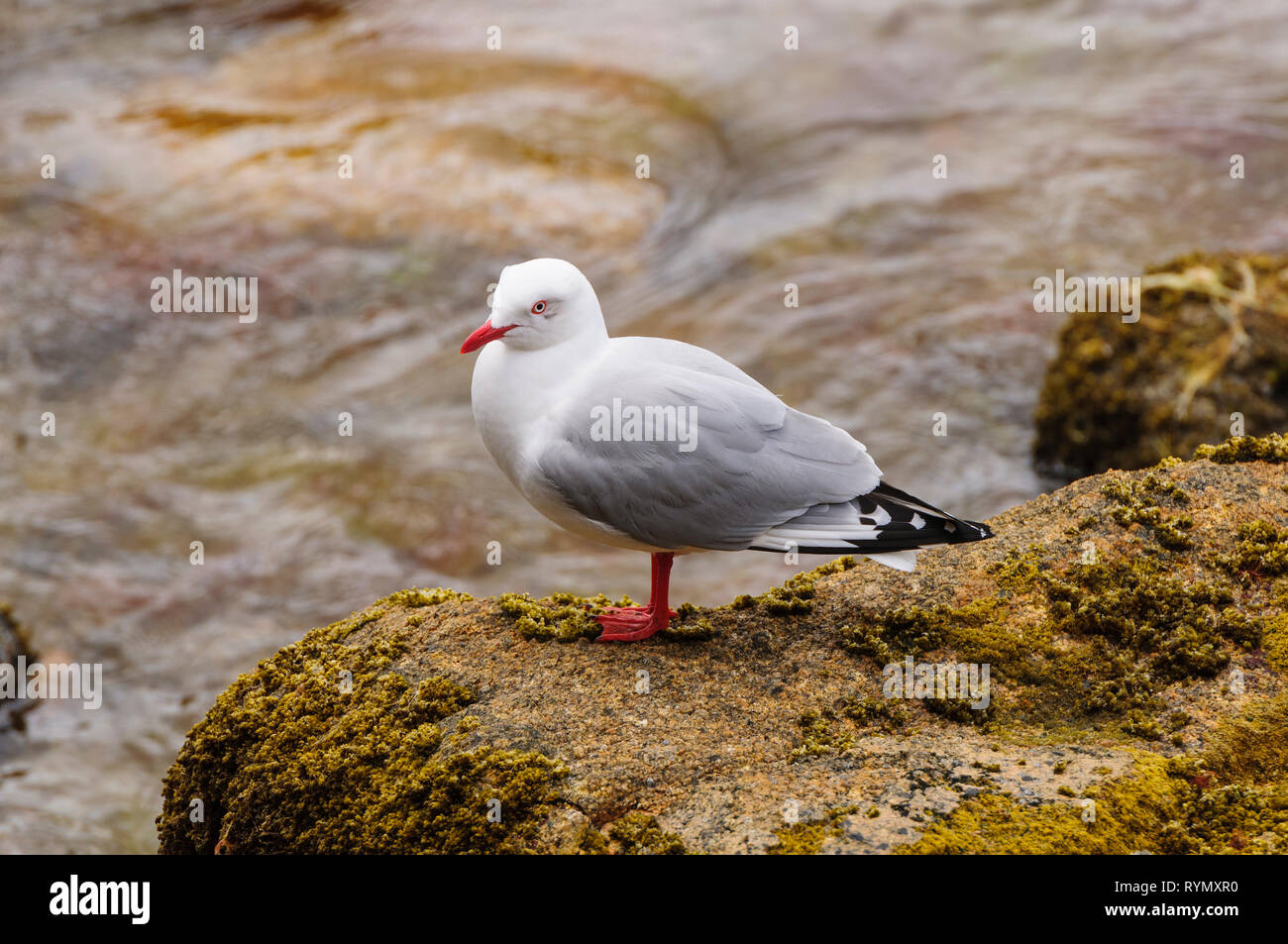 Red billed gull tarapunga hi-res stock photography and images - Alamy