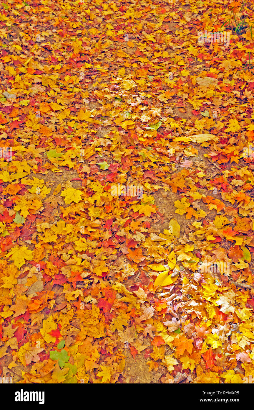 Autumn color in brown county state park hi-res stock photography and ...
