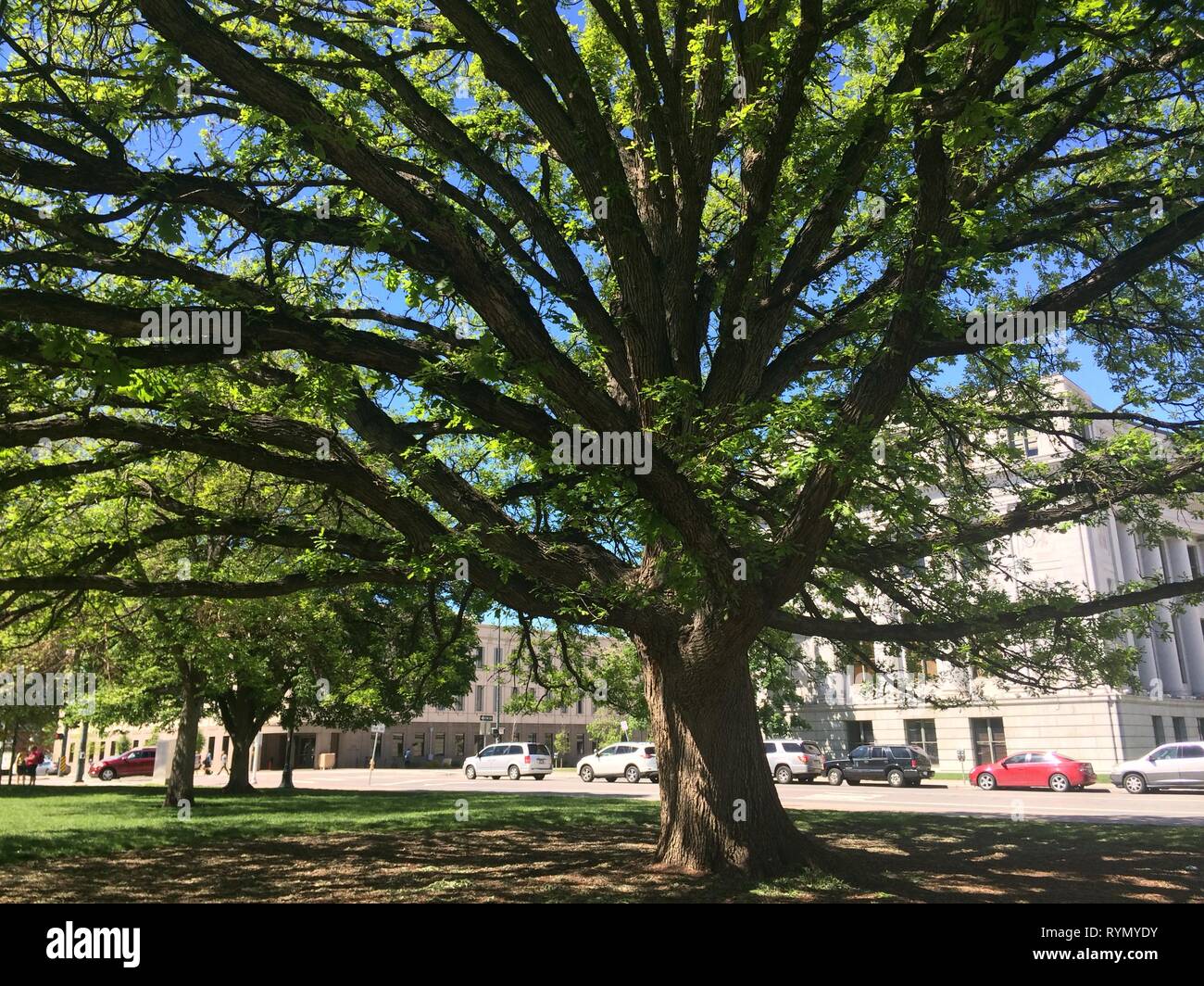 Large tree hi-res stock photography and images - Alamy