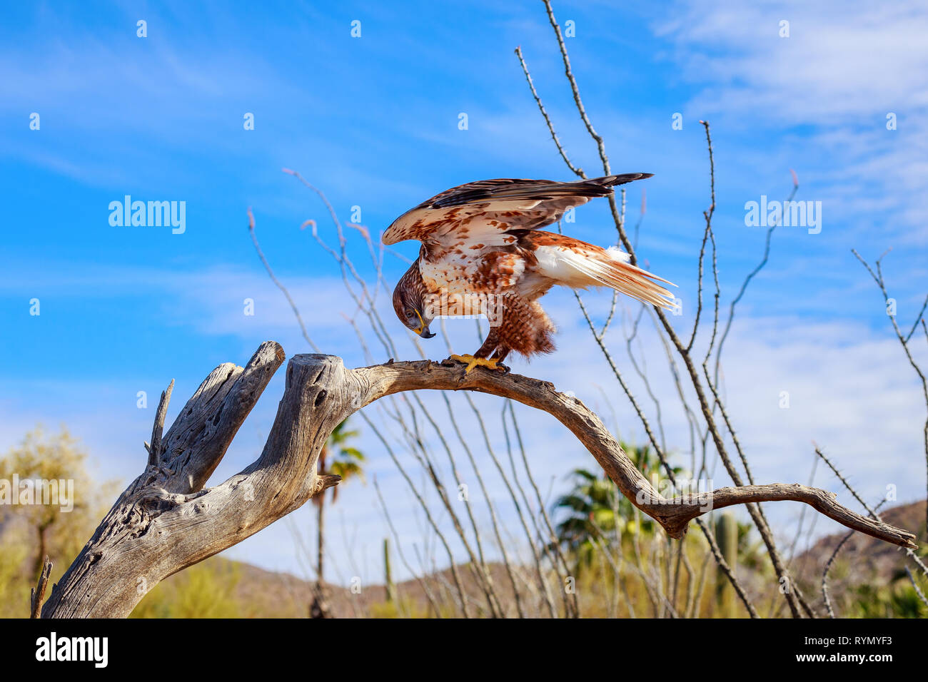 Desert Hawk High Resolution Stock Photography and Images - Alamy